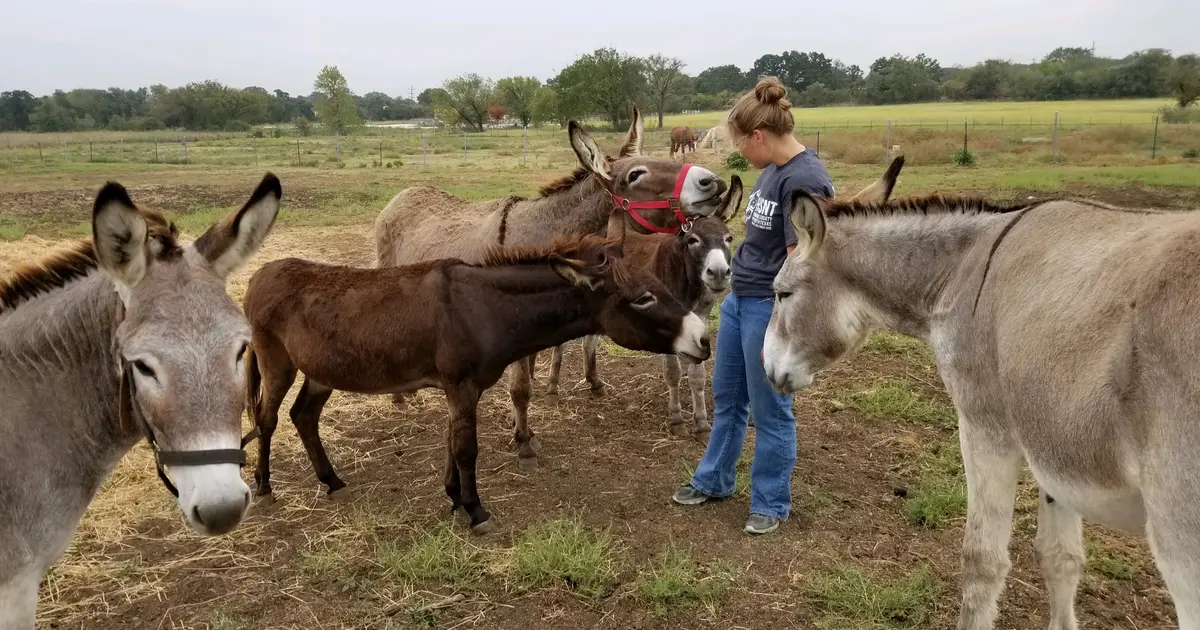 6 Tips for Getting Donkeys Adopted | ASPCApro