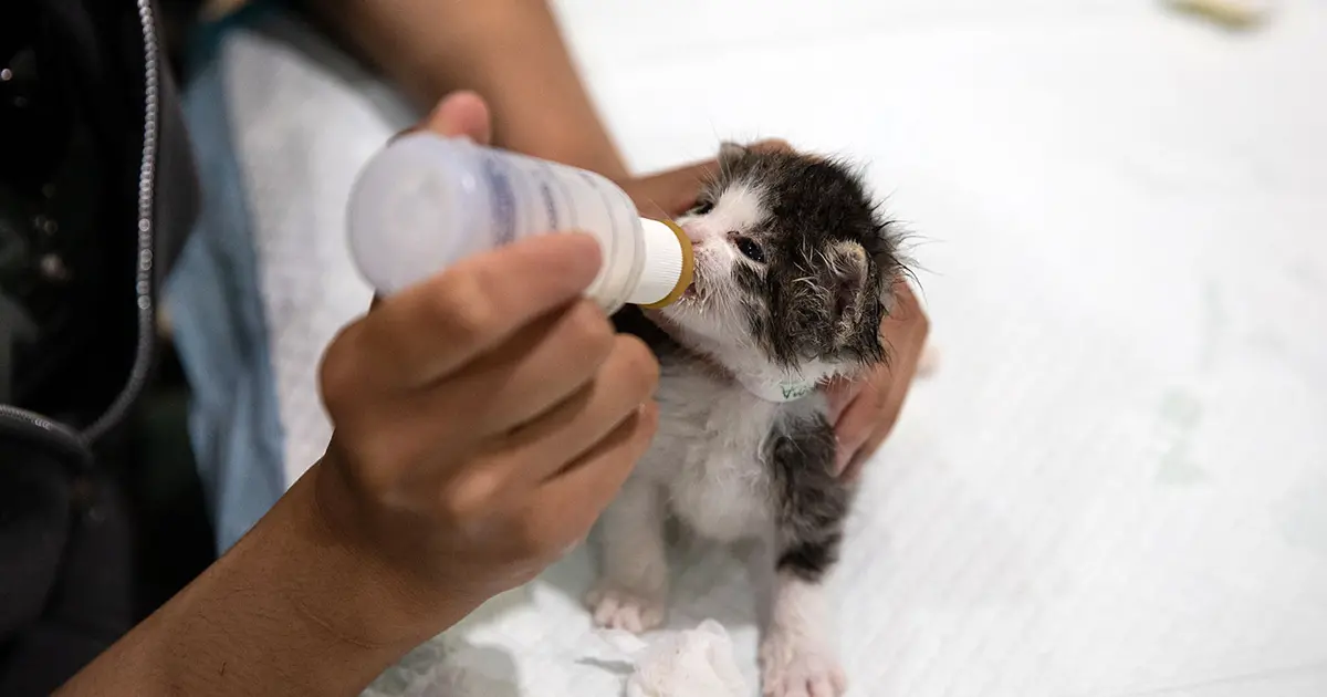 Research on Kitten Death in Shelters and Rescues | ASPCApro