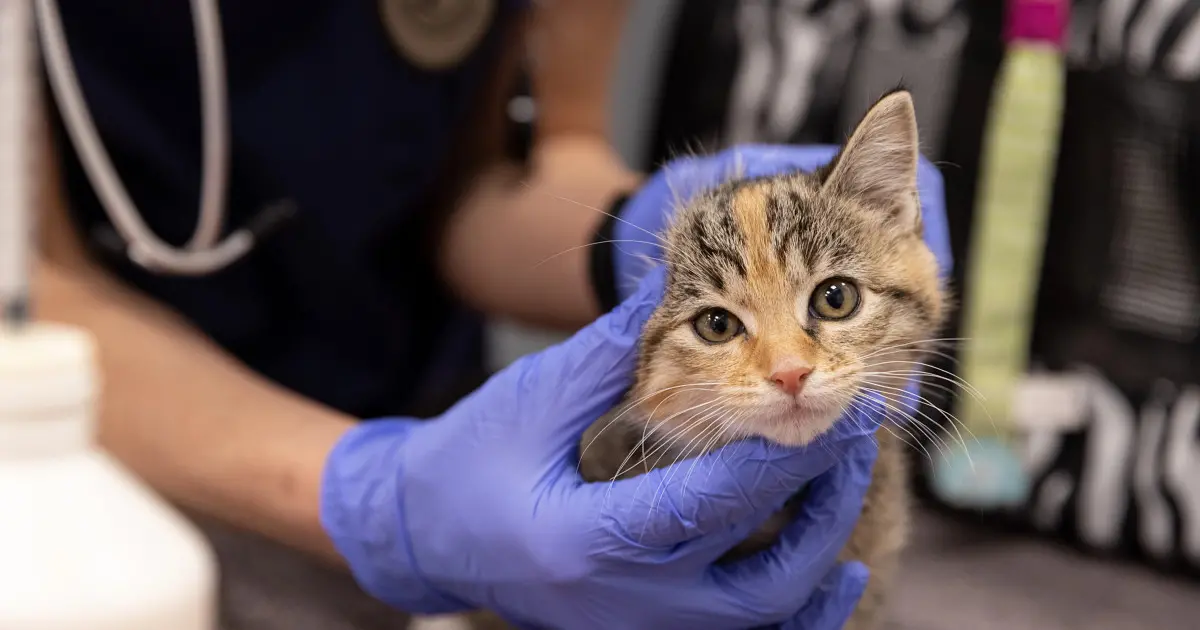 Top 10 Toxins of 2024 | ASPCApro