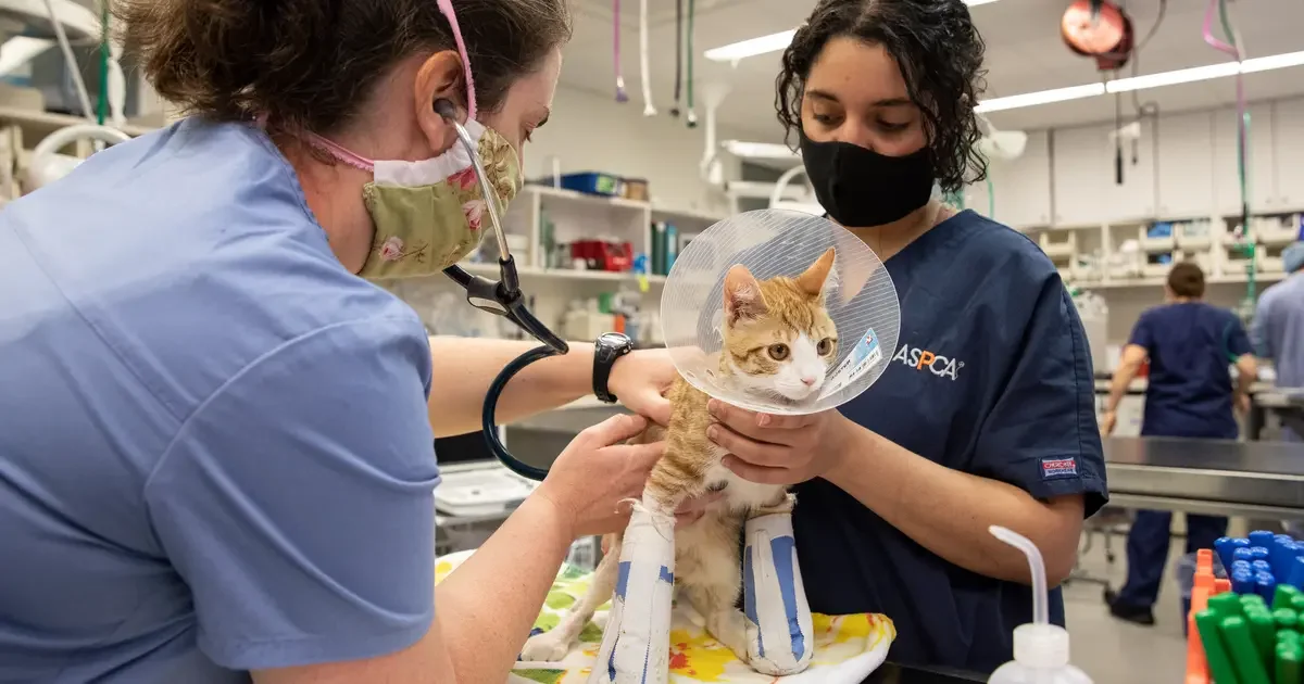 Teaching a Spectrum of Care in Veterinary School | ASPCApro