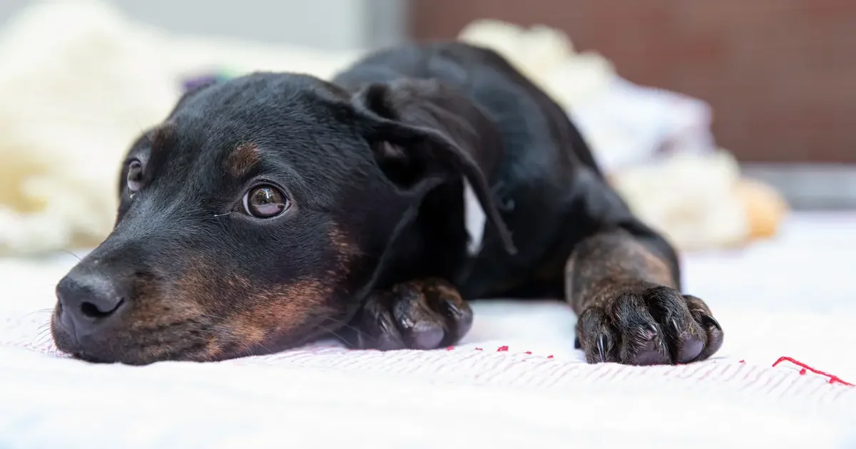 Intake & Preventive Care | ASPCApro