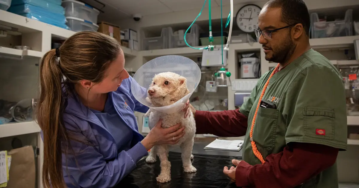 Business Models to Improve Access to Veterinary Care (AVC) | ASPCApro