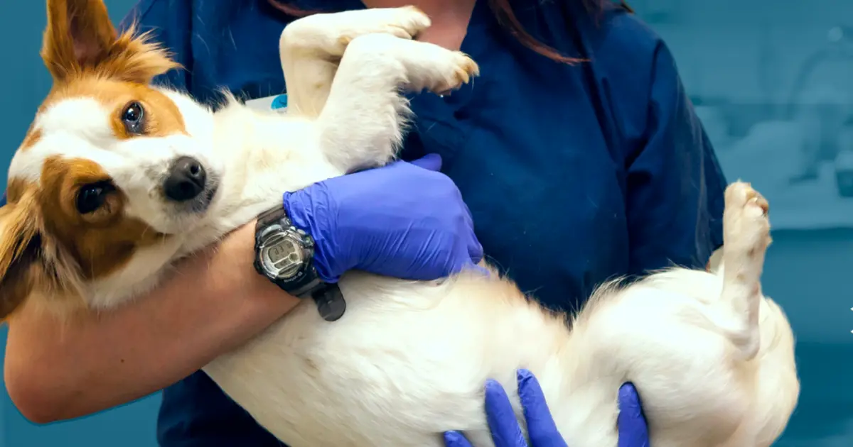 ASPCA Research Forum | ASPCApro