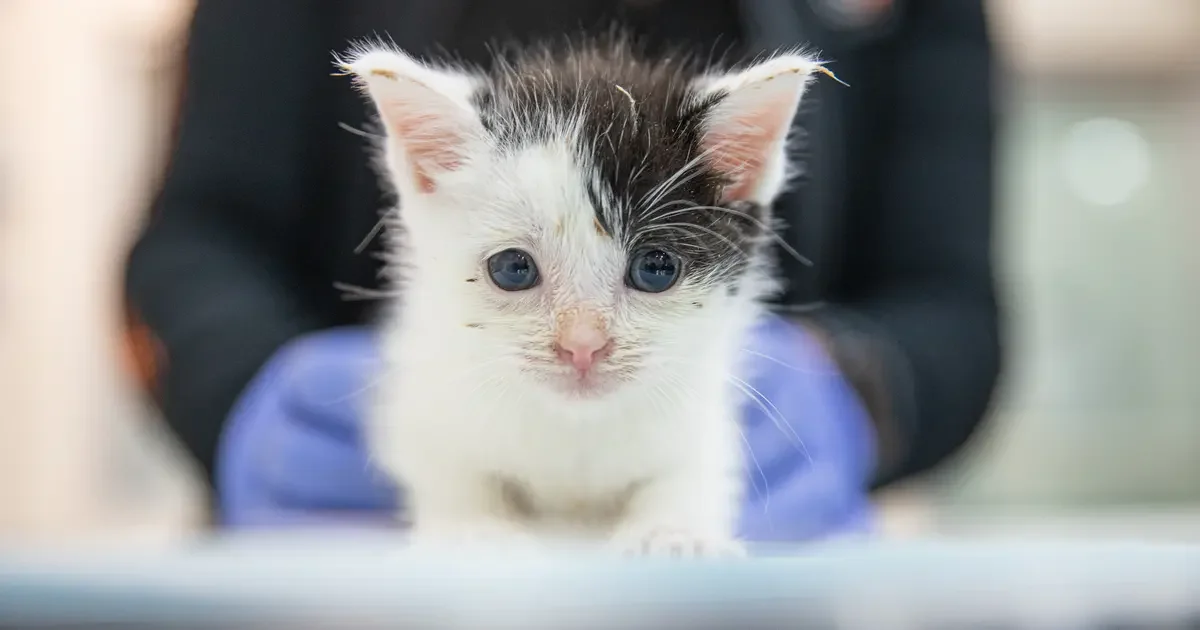 ASPCA Shelter Medicine Practitioner Pathway Mentorship for ABVP Board ...