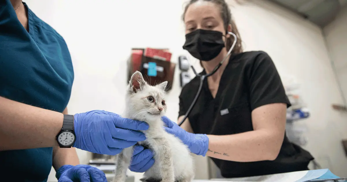 ASPCA Practitioner Pathway Mentorship Program | ASPCApro