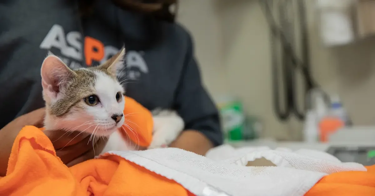 Field to Foster Online Course | ASPCApro