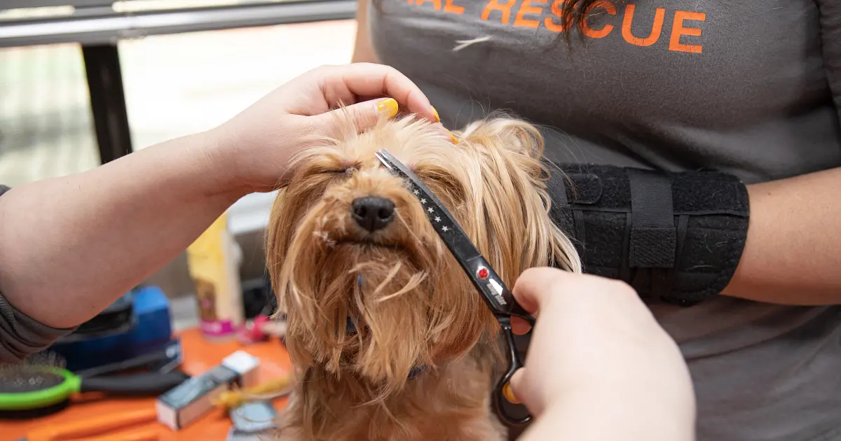 Insights and Resources on Improved Access to Grooming for Overall ...