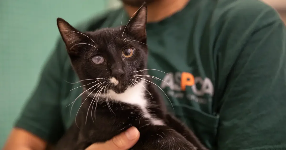 Free Adoptions: Why to Do Them, Finding Funding & Operational ...