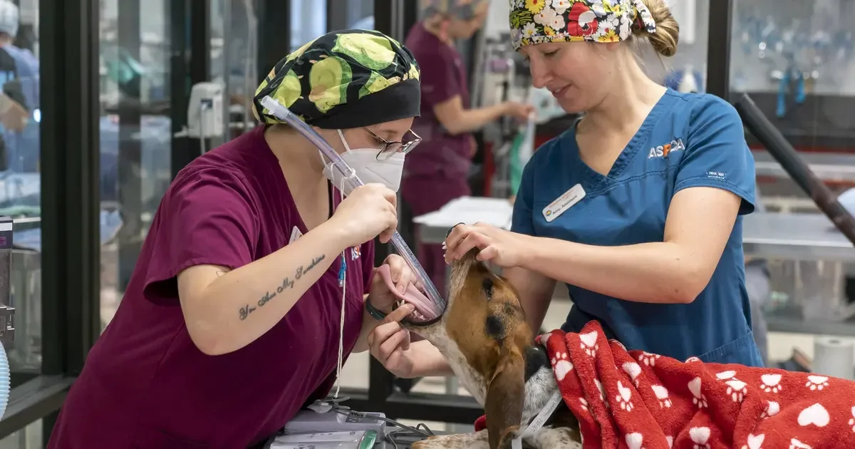 Dog Induction & Perioperative Care at Spay/Neuter Clinics | ASPCApro