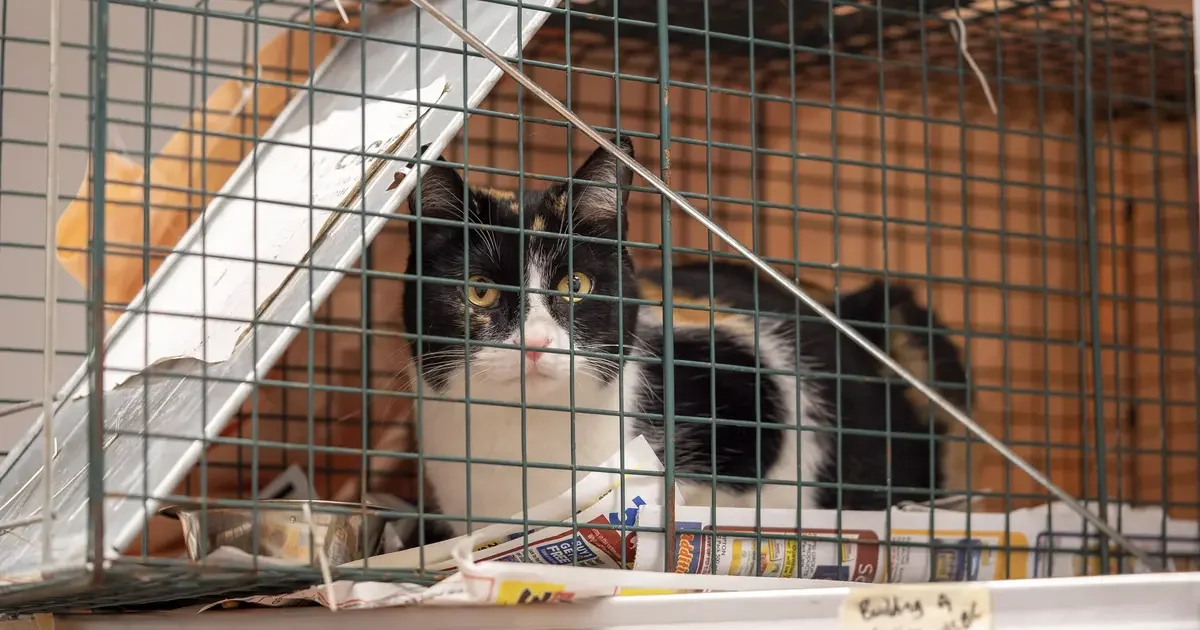 Guiding Trapped Cats Through Spay/Neuter Intake & Examination | ASPCApro