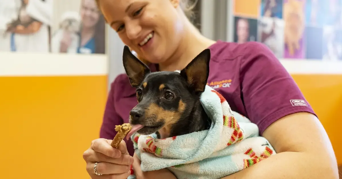 Guiding Dogs Through Spay/Neuter Intake & Examination | ASPCApro