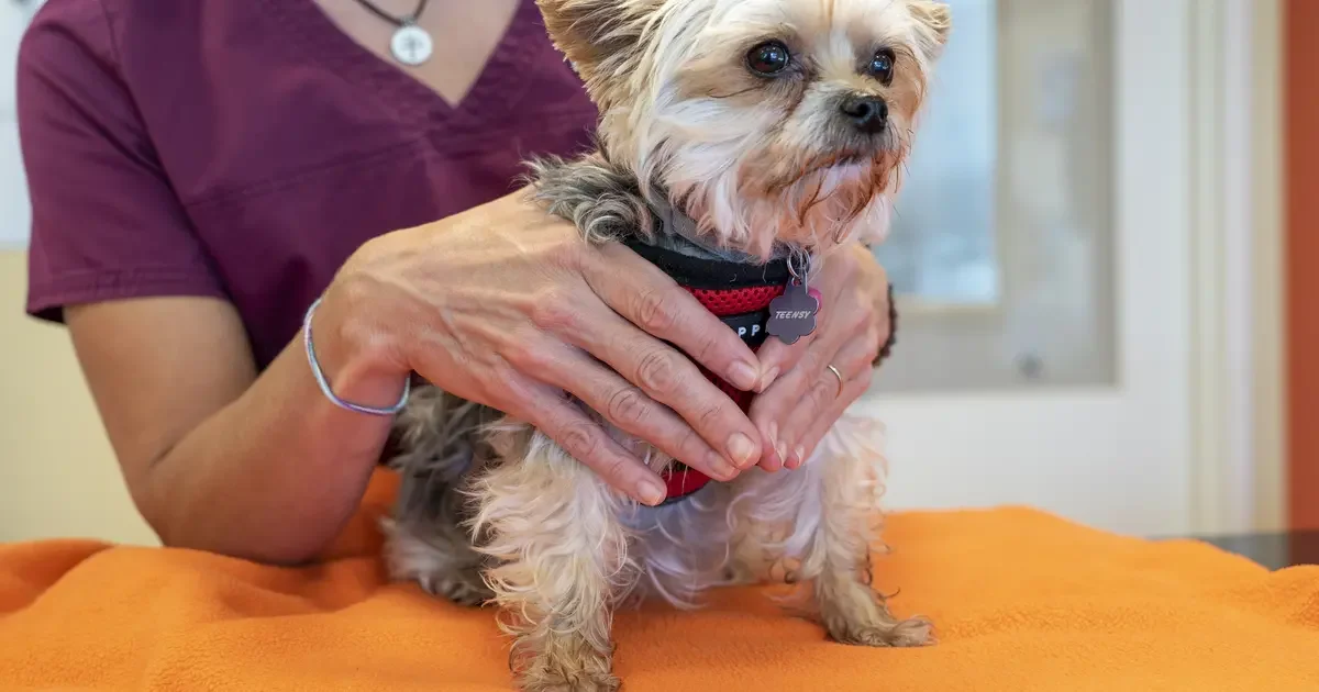 Gentle Dog Handling at Spay/Neuter Clinics | ASPCApro