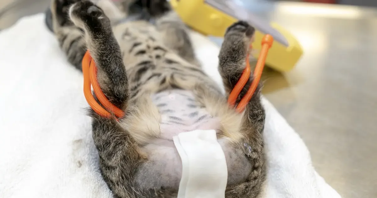 Spay/Neuter Equipment Tips Guide | ASPCApro