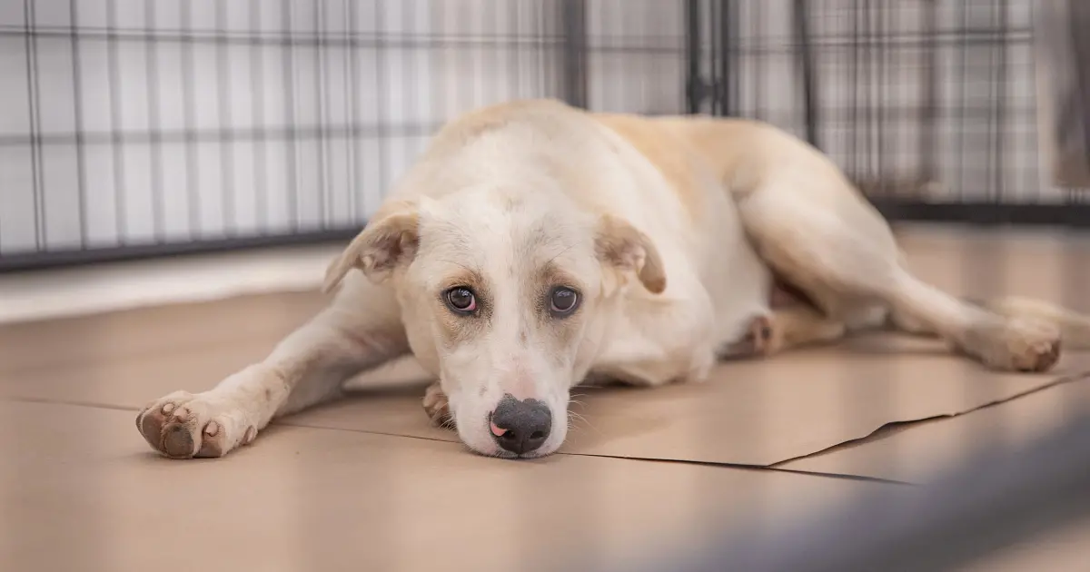 Isolation vs. Quarantine in Animal Shelters | ASPCApro