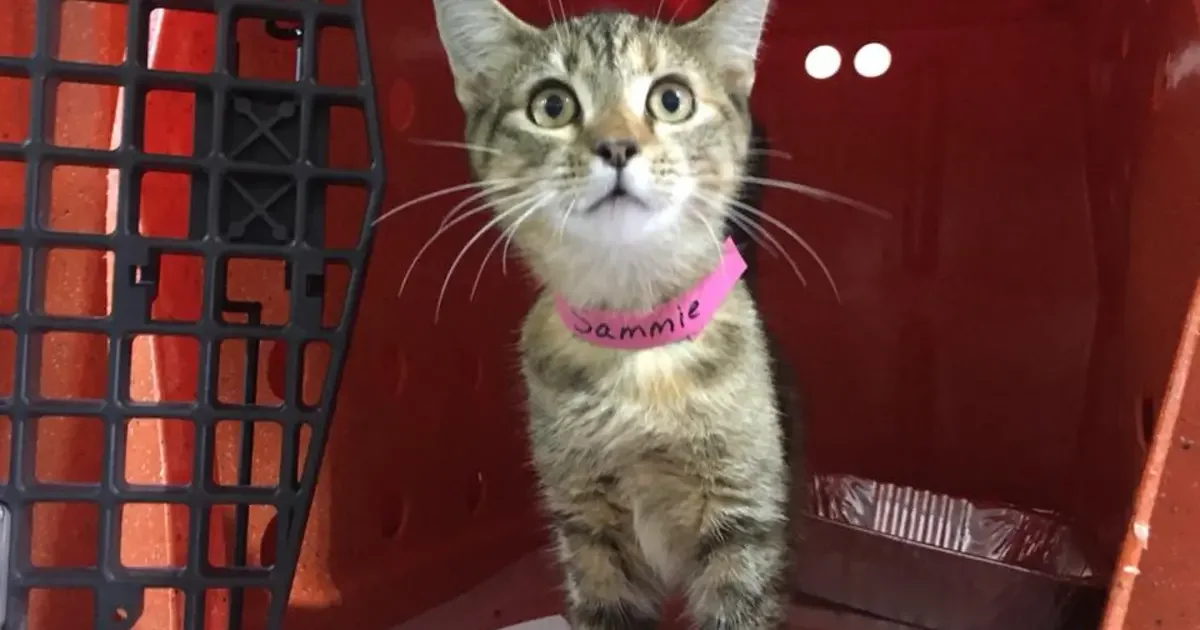 Best Practices Guide for Trapping Community and Stray Cats to Support ...