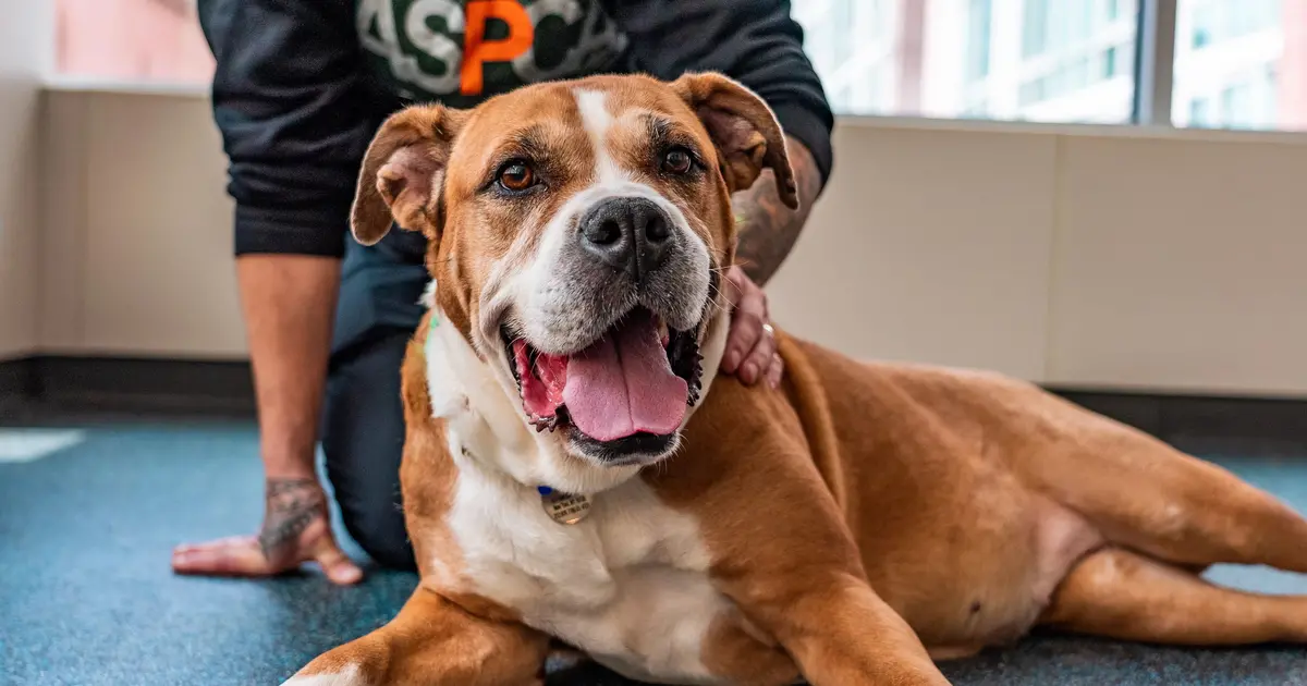 Northern Tier Shelter Initiative Zoomies: Behavioral Euthanasia ...