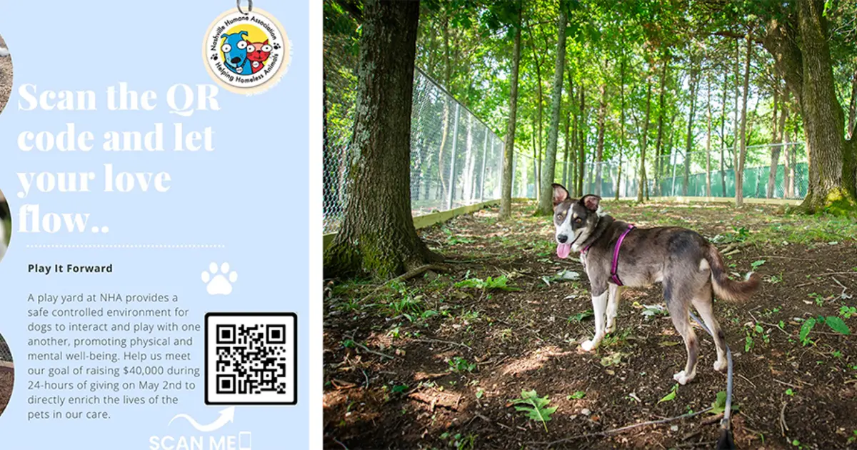 They Did It: Raised $40,000 for a New Play Yard in Just 24 Hours | ASPCApro