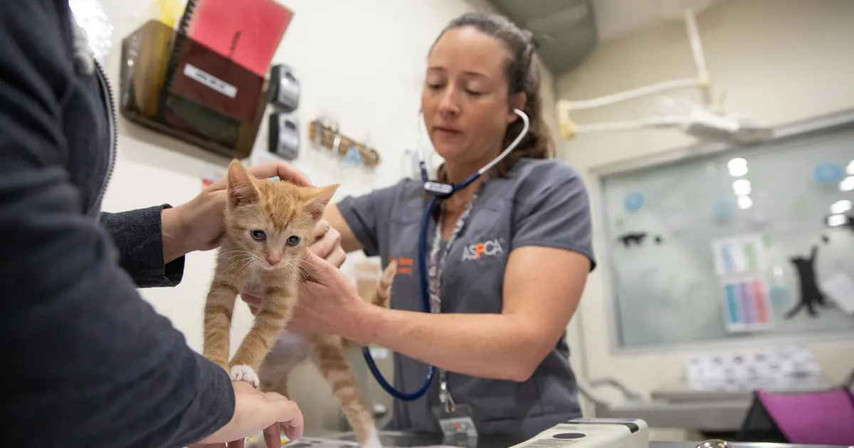 Feline Infectious Peritonitis | ASPCApro
