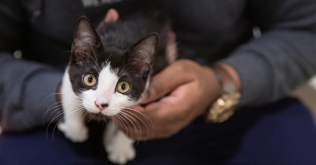 Capacity for Care in Animal Shelters & Rescues | ASPCApro