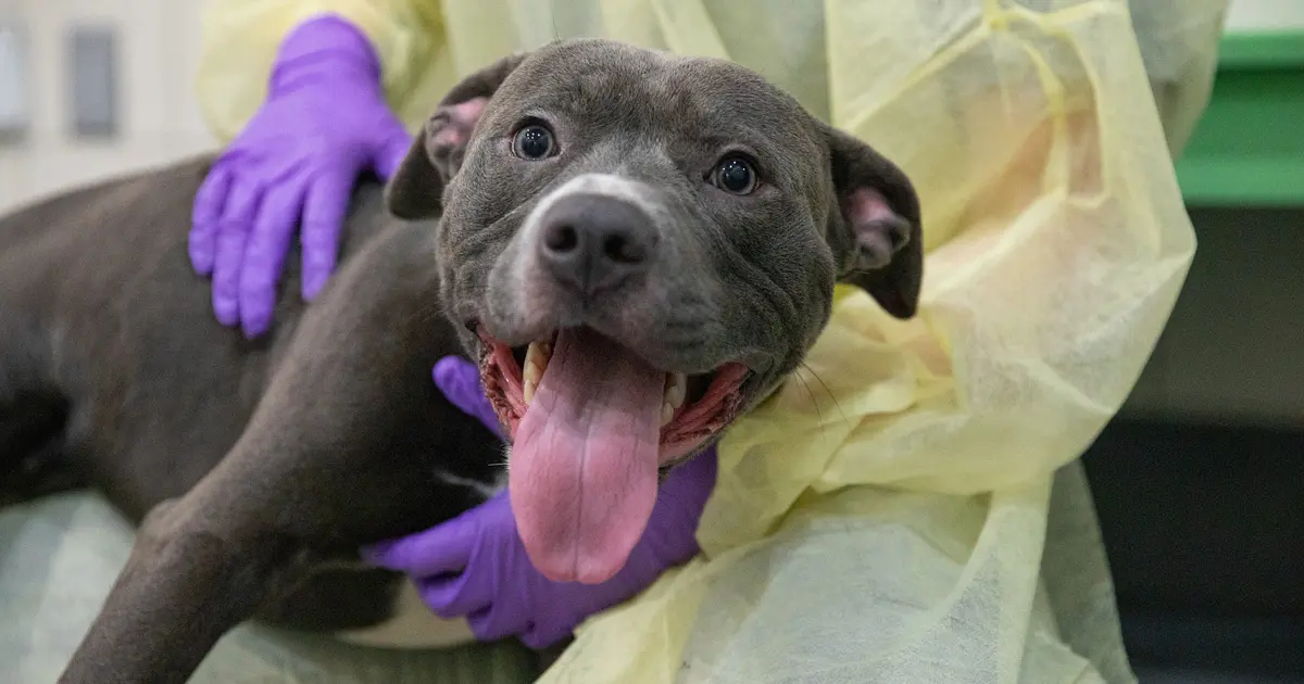 Understanding Disease Spread in Animal Shelters | ASPCApro