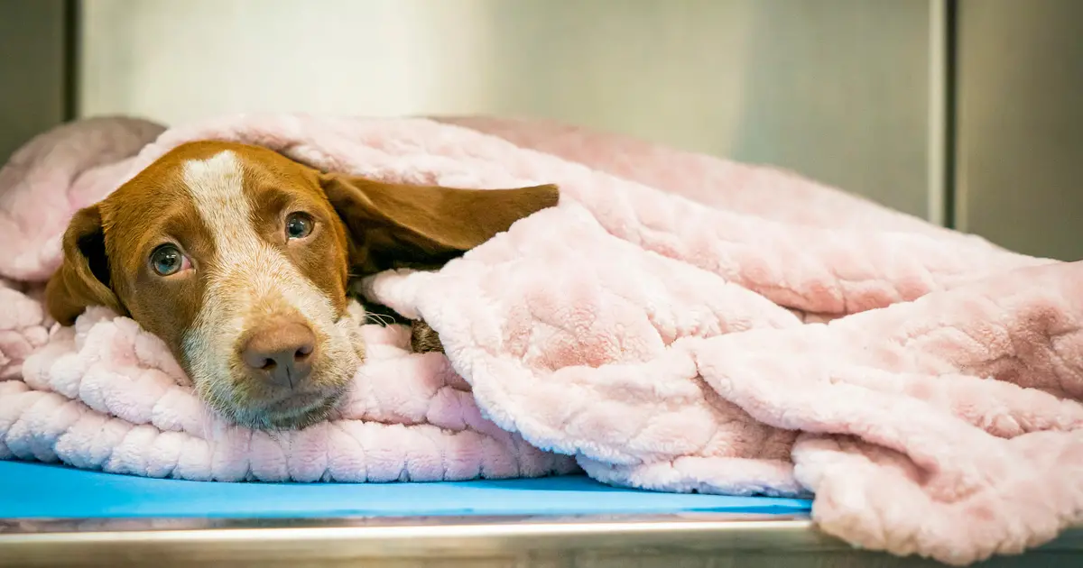 Canine Infectious Respiratory Disease in Shelters | ASPCApro