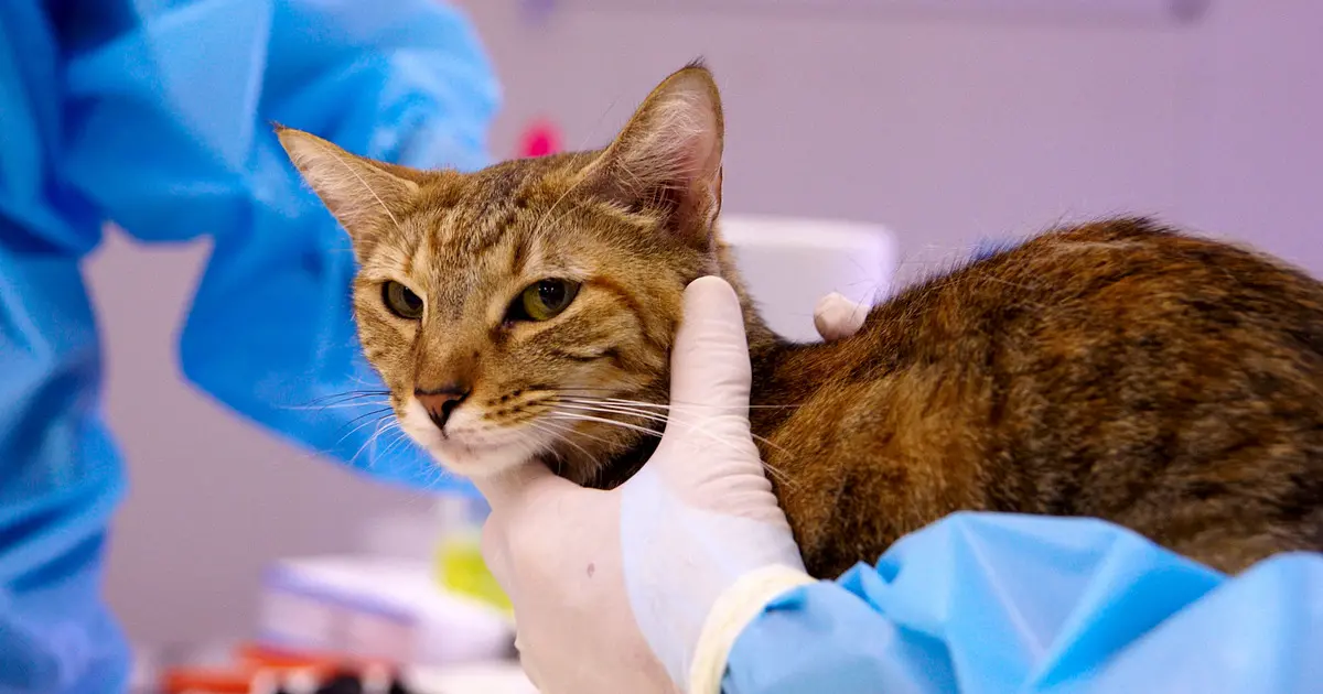 Feline Immunodeficiency Virus (FIV) | ASPCApro