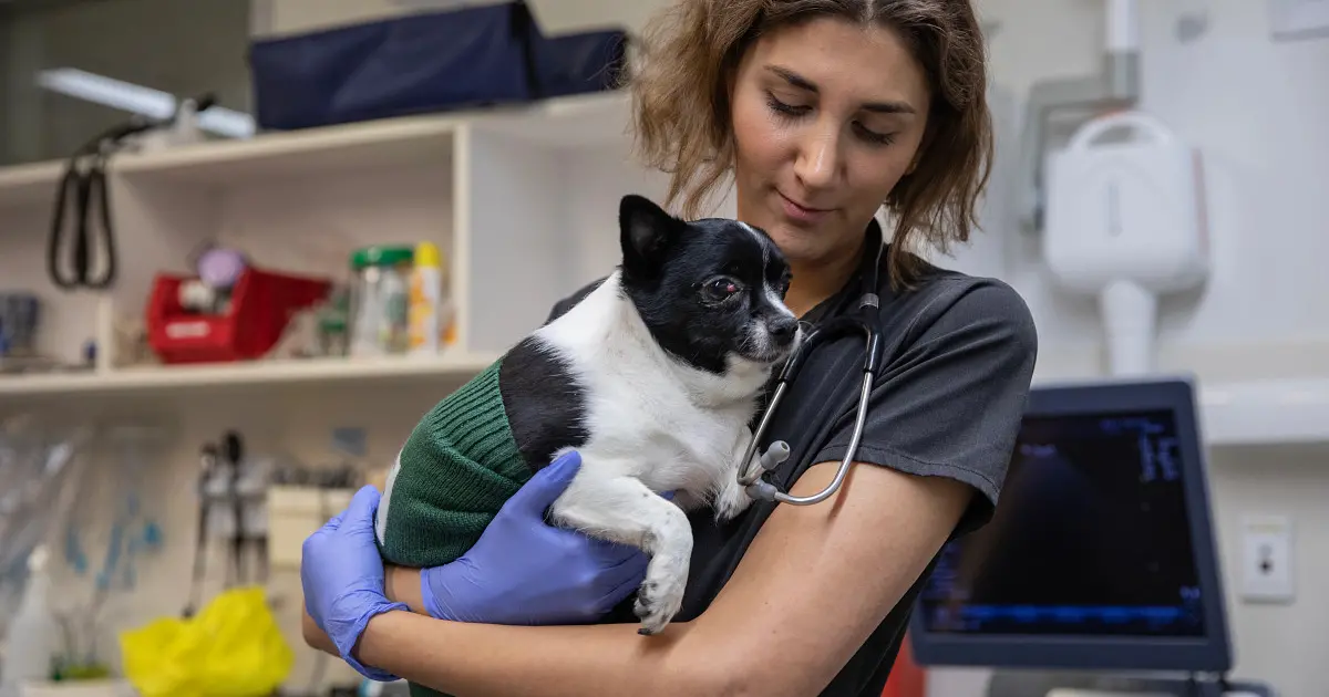Prevention and Treatment of Common Animal Shelter Diseases | ASPCApro