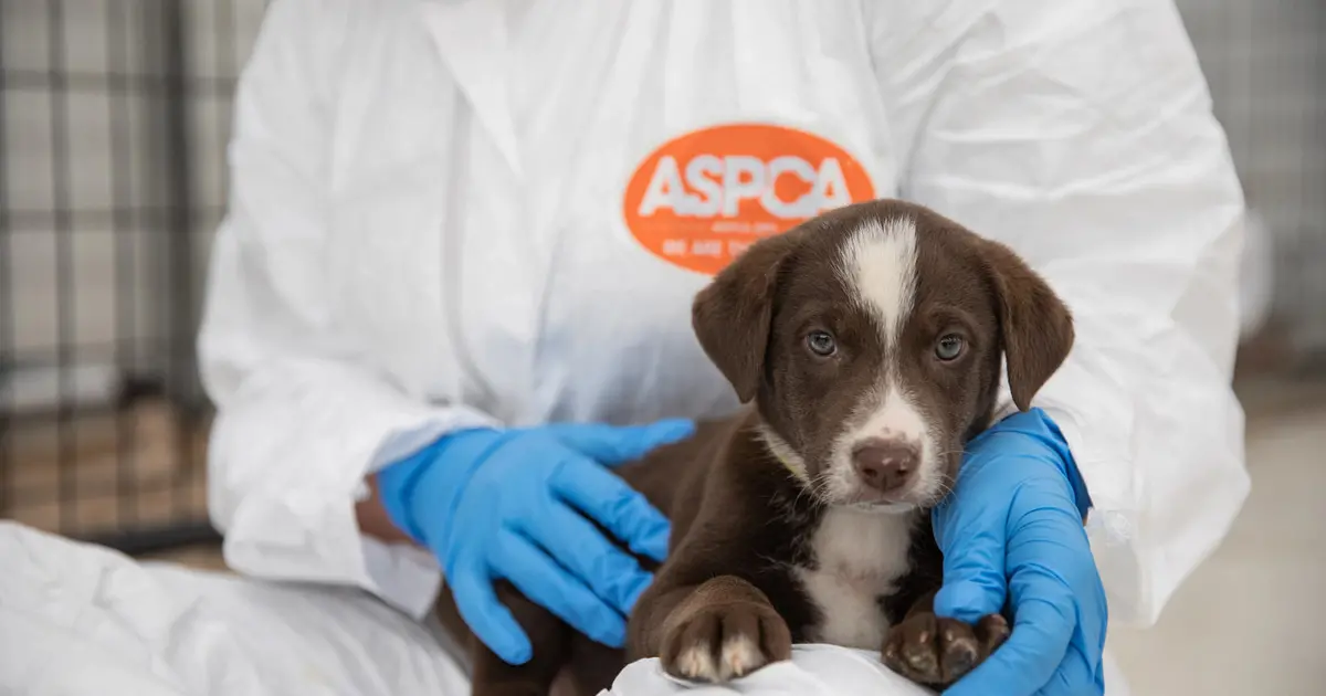 Outbreak Management for Animal Shelters | ASPCApro