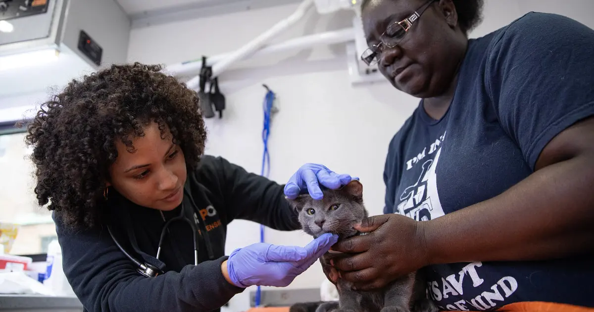 Shelter Medicine Practitioner Pathway Community for ABVP Board ...