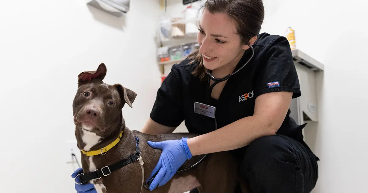 Animal Shelter and Community Medicine Journals for Publication | ASPCApro