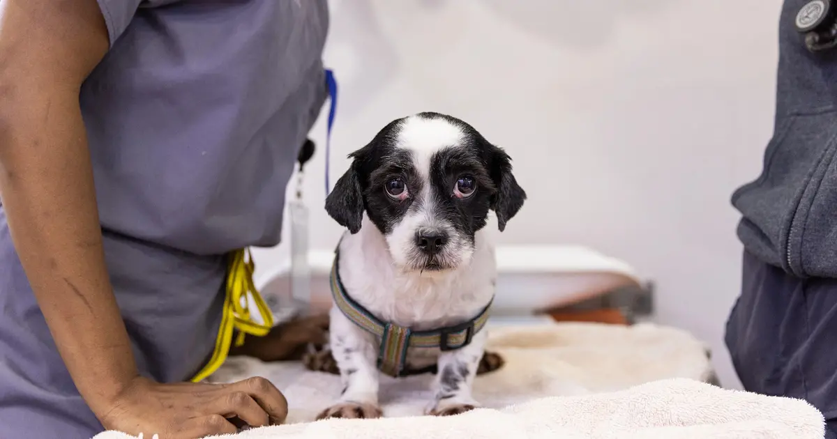 Vaccination in Animal Shelter Populations | ASPCApro