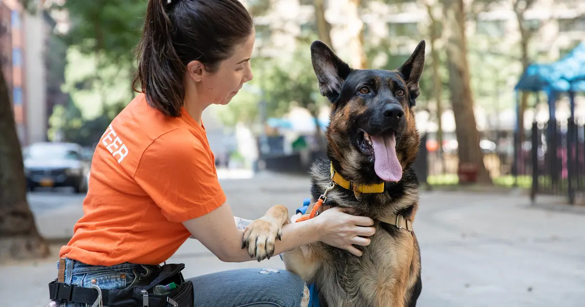Top Tips for Volunteer Success in an Animal Shelter or Rescue | ASPCApro