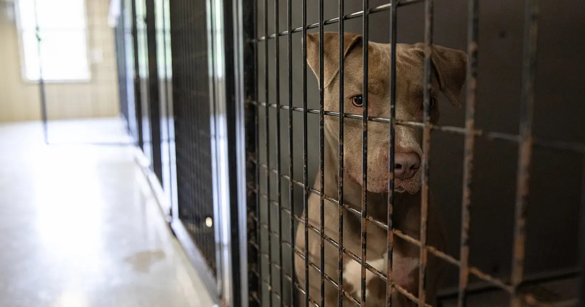 Animal Shelter Facility Use and Design | ASPCApro