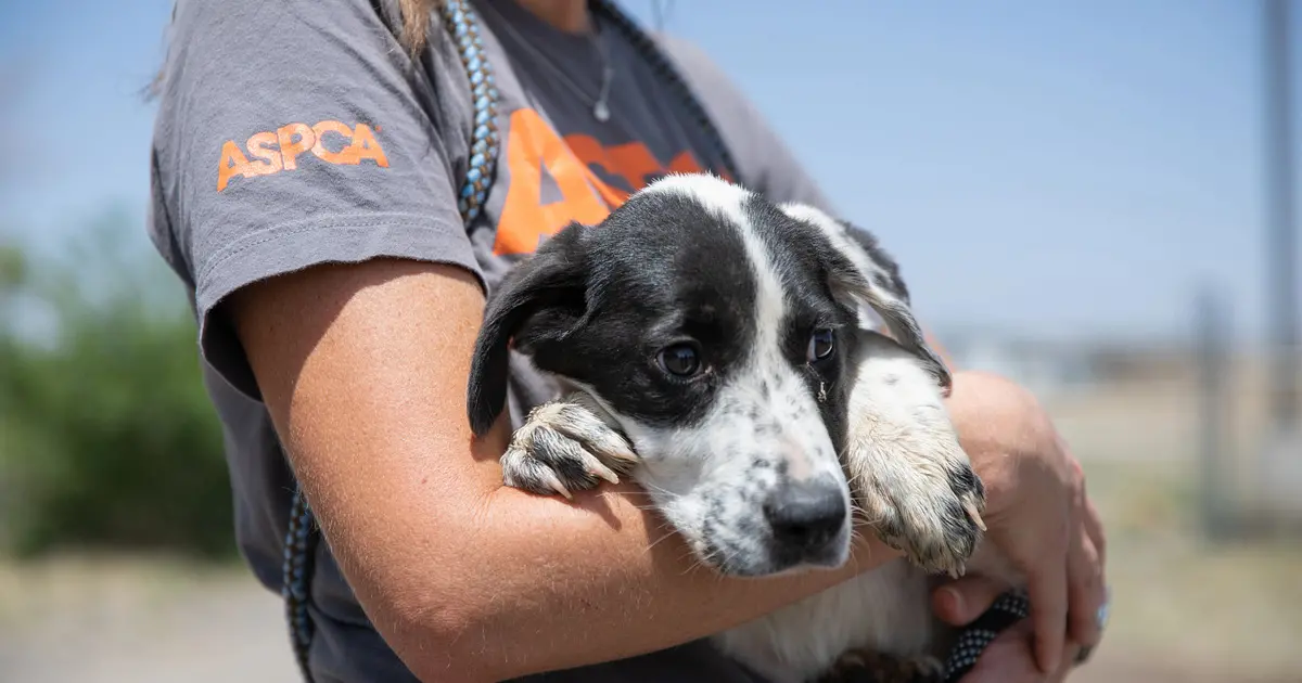 ASPCA Comprehensive Animal Cruelty Response Training | ASPCApro