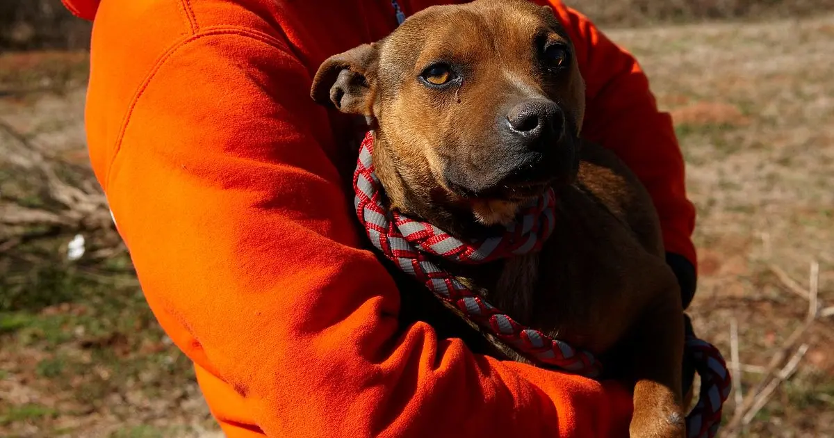 New Mexico C.A.R.E.S: An Animal Cruelty Investigation Workshop | ASPCApro