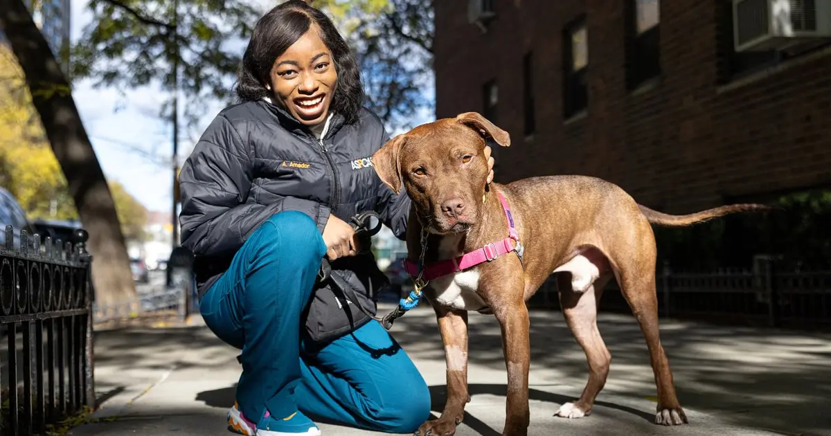 Improving Access to Heartworm Treatment | ASPCApro