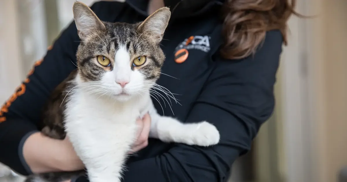 The Rescue Effect: Resources for Adopt A Shelter Cat Month | ASPCApro