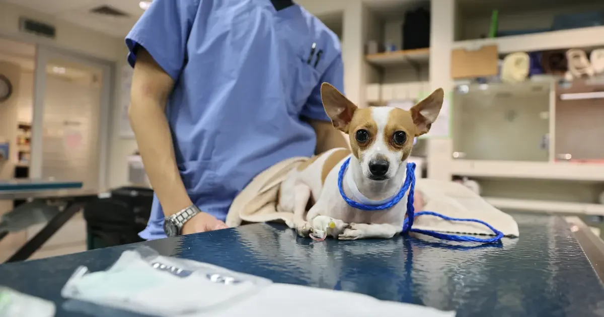 ASPCA Poison Control: Backpack Hazards: Protecting Pets from Hidden ...