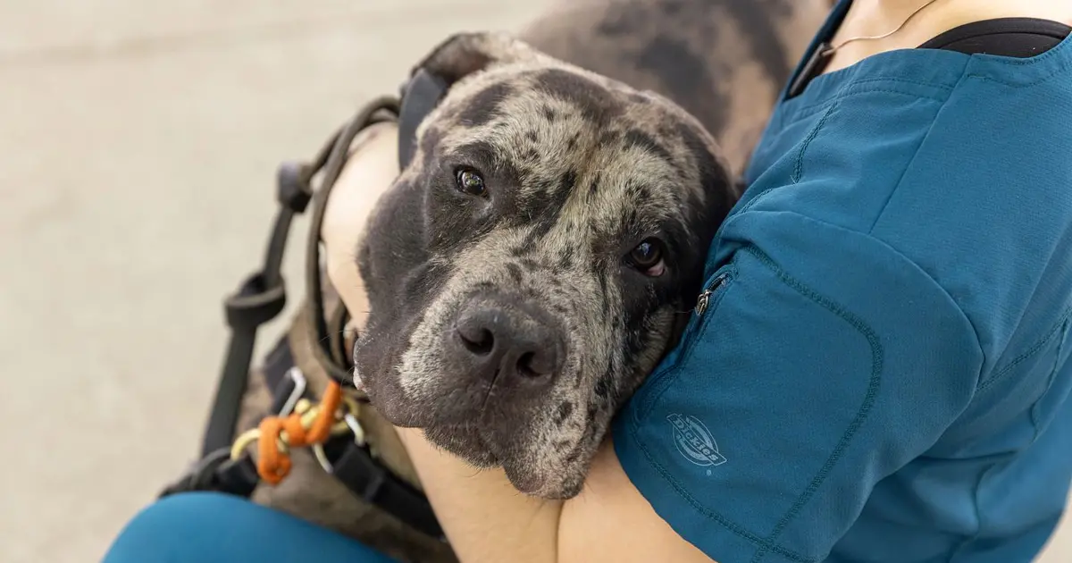 The Most Common Sleep Aid Toxicities in Cats and Dogs | ASPCApro