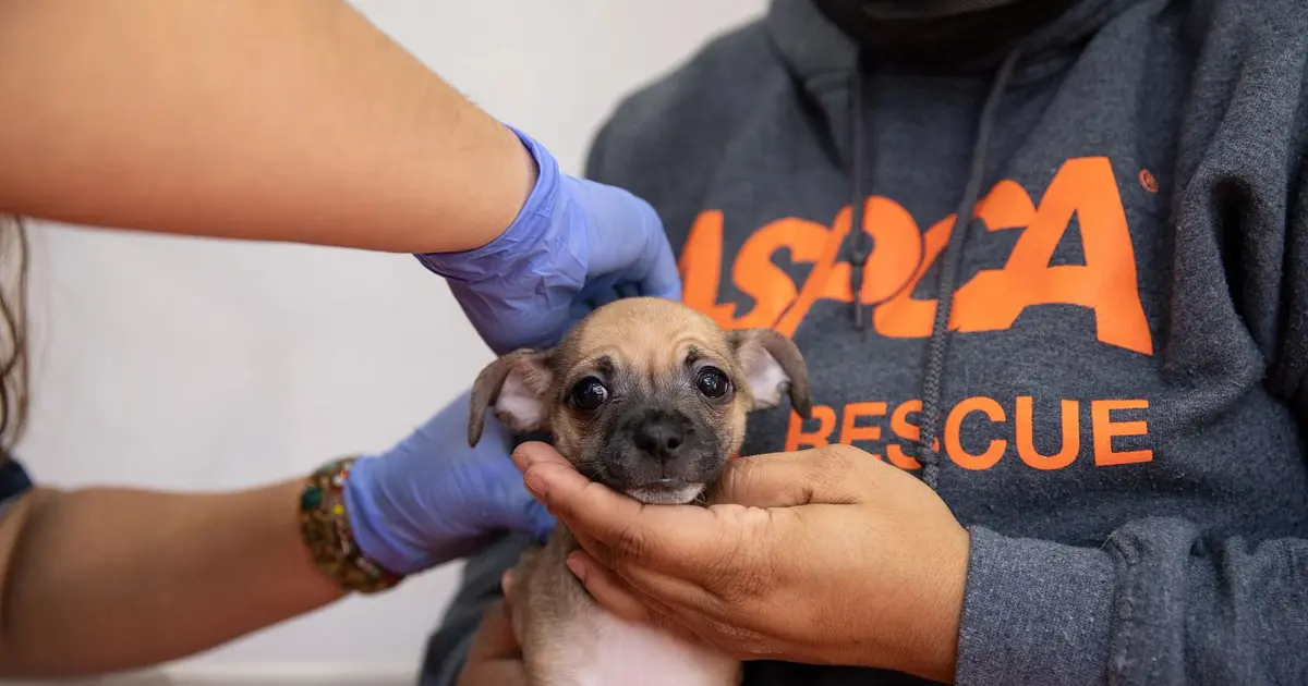 Insights on Veterinarians’ Attitudes and Behaviors Related to Spectrum ...