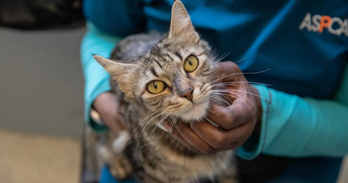 Research Forum 2025 Agenda | ASPCApro