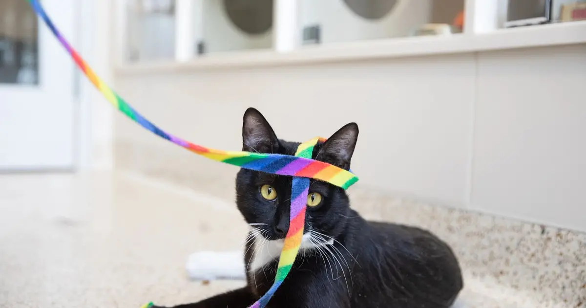 They Did It: Easy & Accessible Cat Enrichment | ASPCApro
