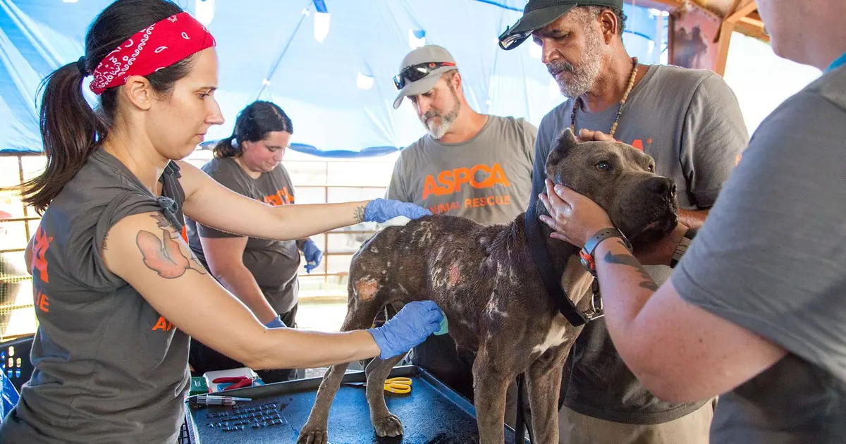 ASPCA Veterinary Forensic Sciences Training Program | ASPCApro