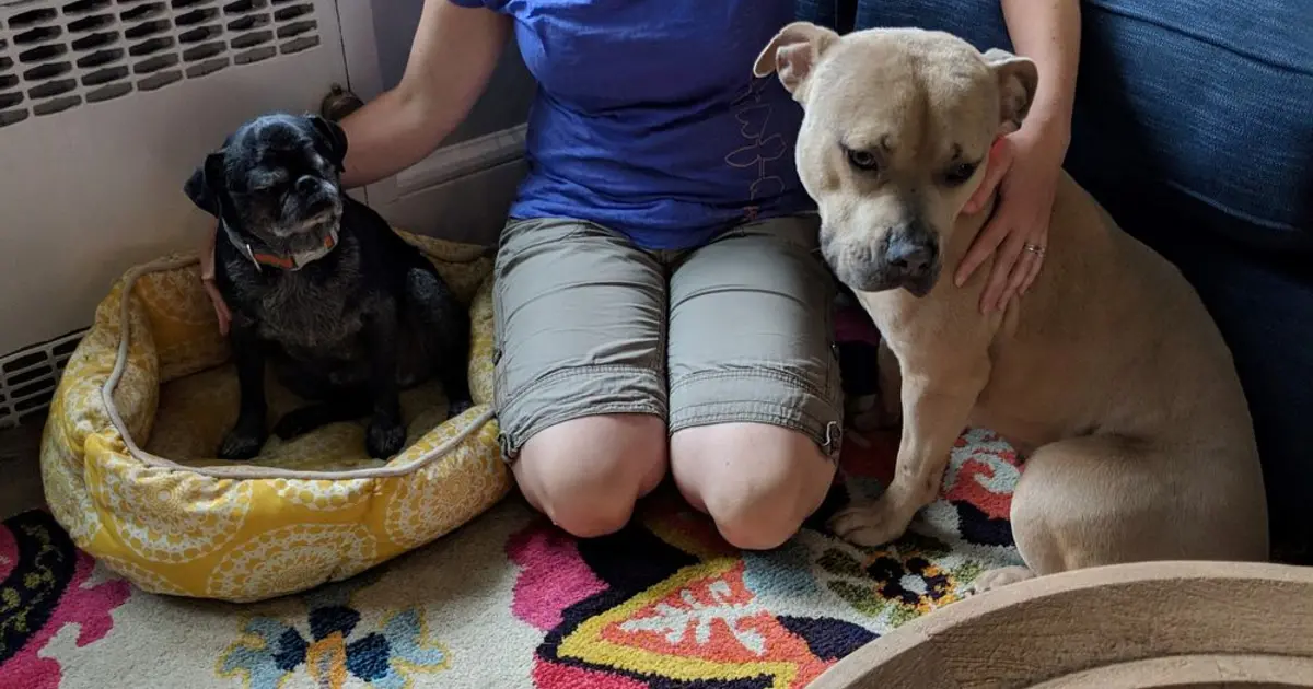 Pet Adjustment Periods: The 3 Days - 3 Weeks - 3 Months Guide | ASPCApro