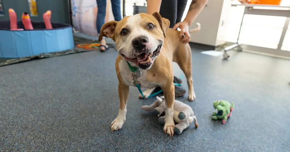 Fear Free Resources for Animal Shelters | ASPCApro