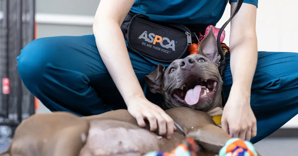 The Five Domains Model for Animal Welfare | ASPCApro