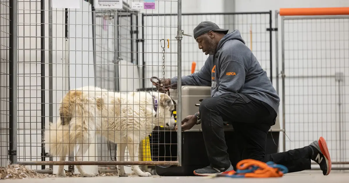 Animal Housing for Isolation and Quarantine | ASPCApro