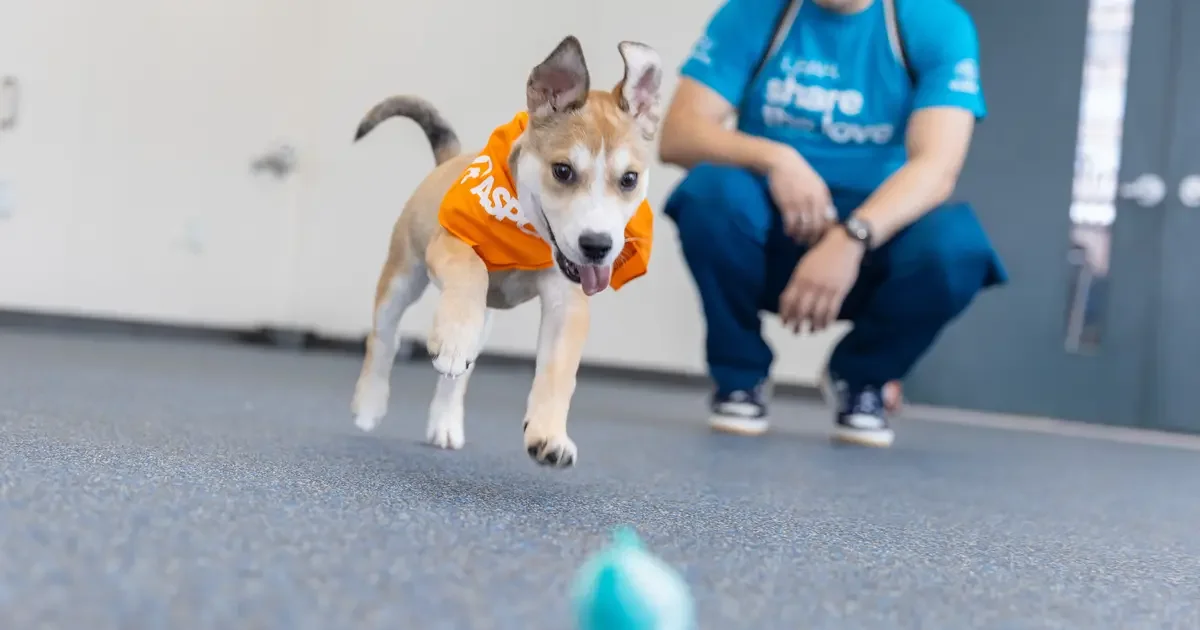 2025 ASPCA New York Shelter Standards Implementation Grants | ASPCApro