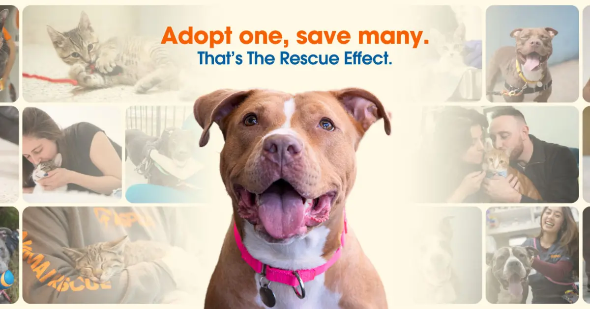 The Rescue Effect: Shelter Toolkit Overview | ASPCApro