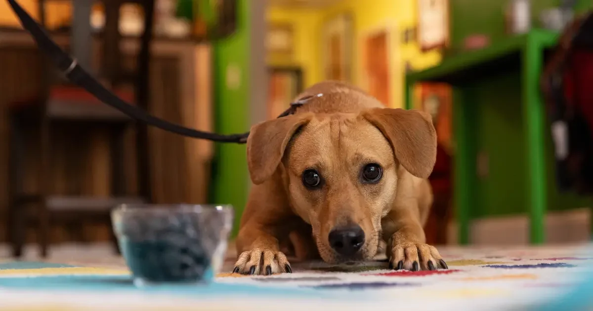 10 Things Pets Love to Get Into: Top Toxins for Dogs and Cats at ASPCA ...